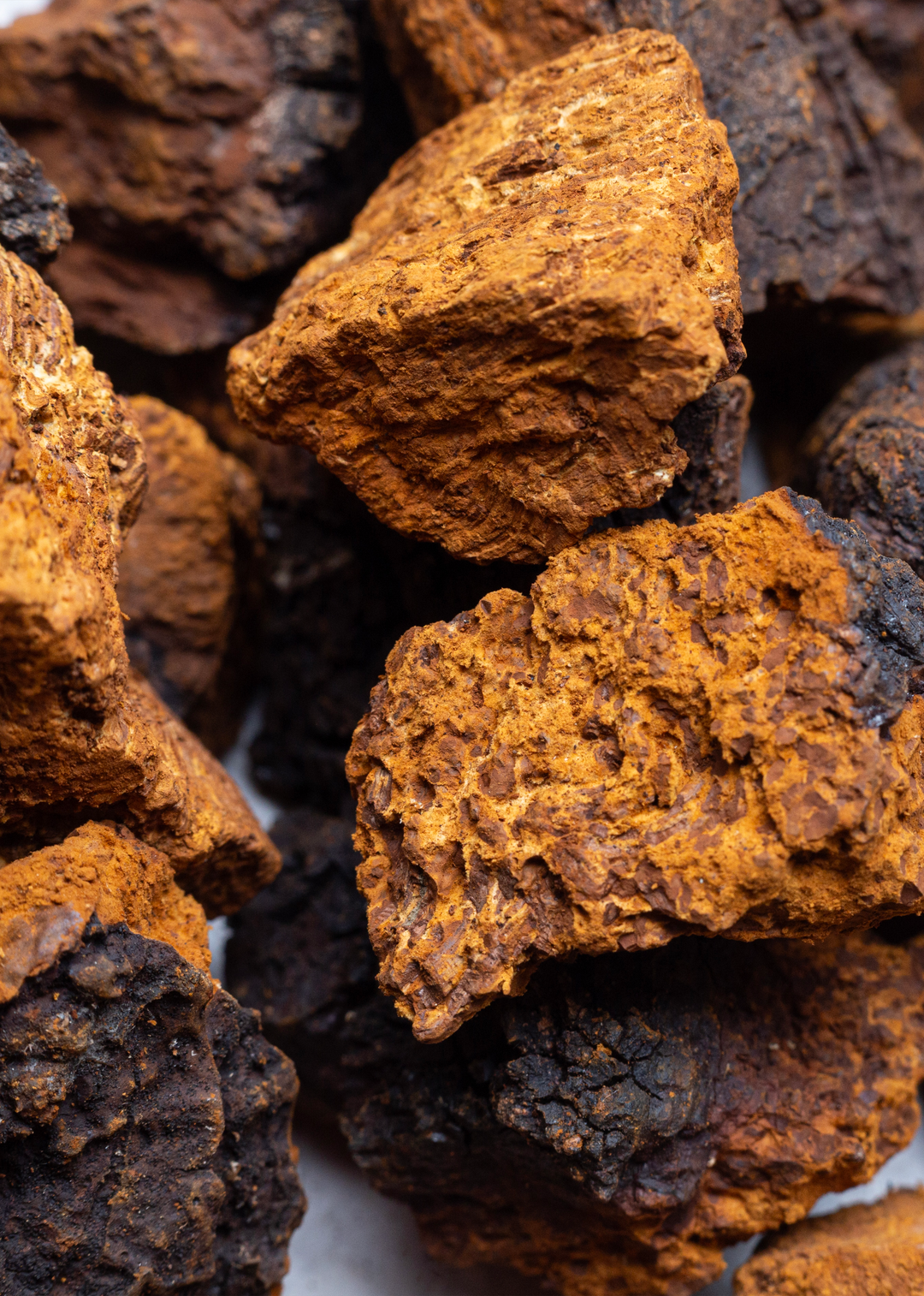 A Canadian Guide to Chaga: Understanding the Birch Tree Wellness Mushr ...