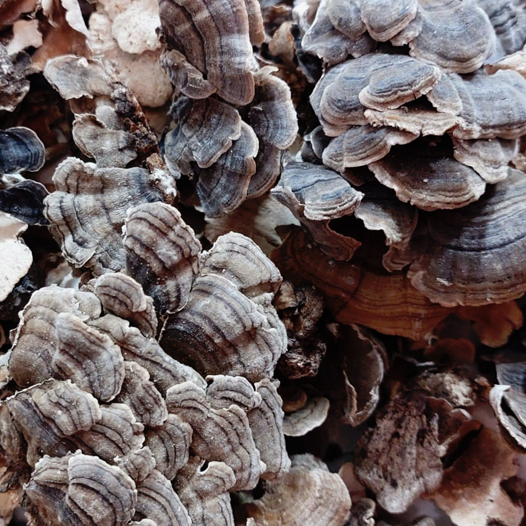 Turkey Tail Mushroom Canada: A Guide to Immune System Support ...