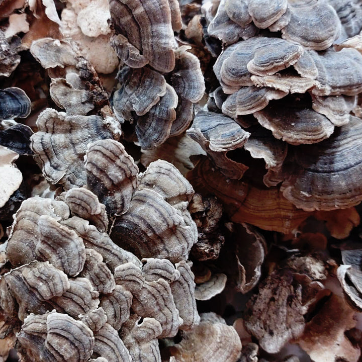 Turkey Tail Mushroom Canada: A Guide to Immune System Support ...