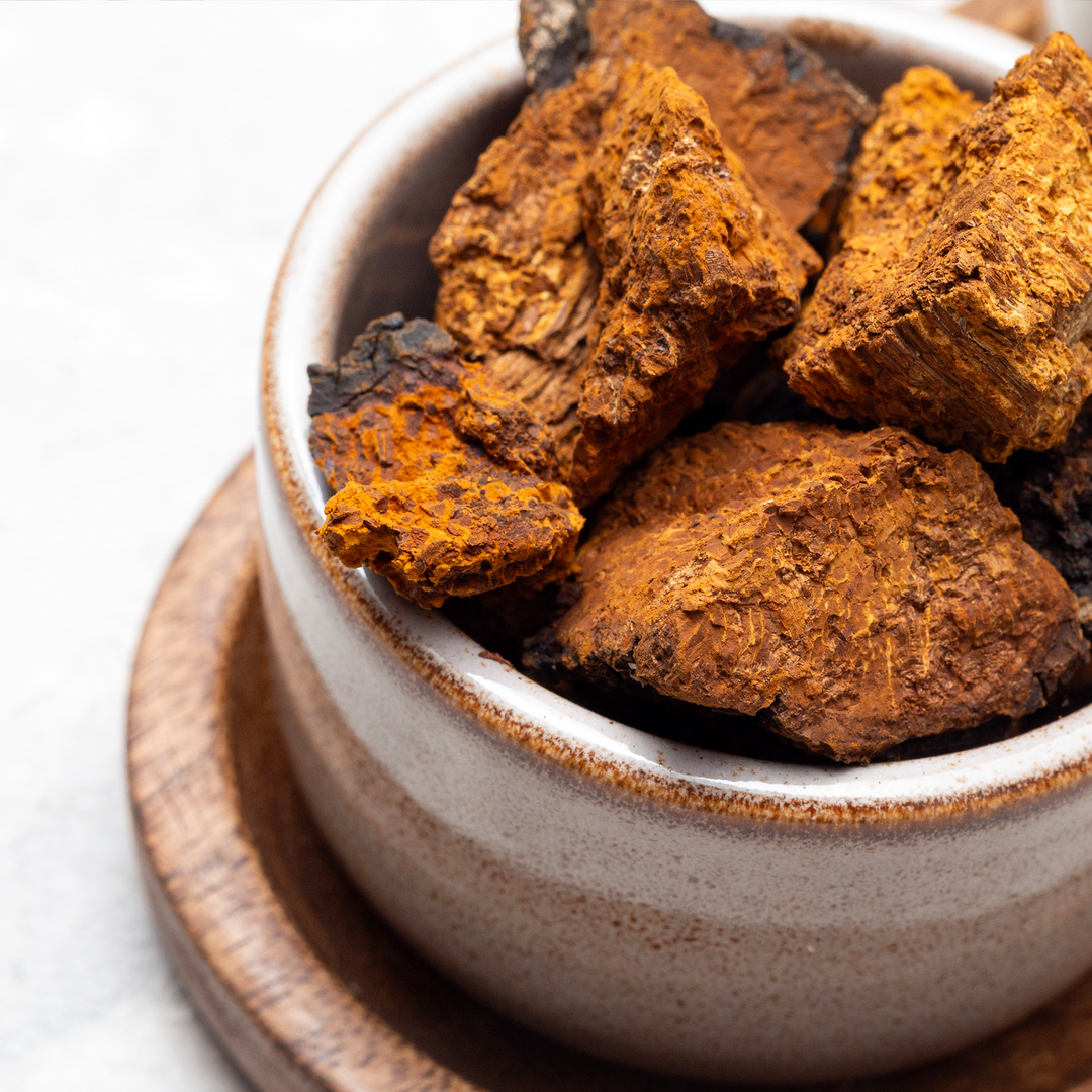 A Canadian Guide to Chaga: Understanding the Birch Tree Wellness Mushr ...